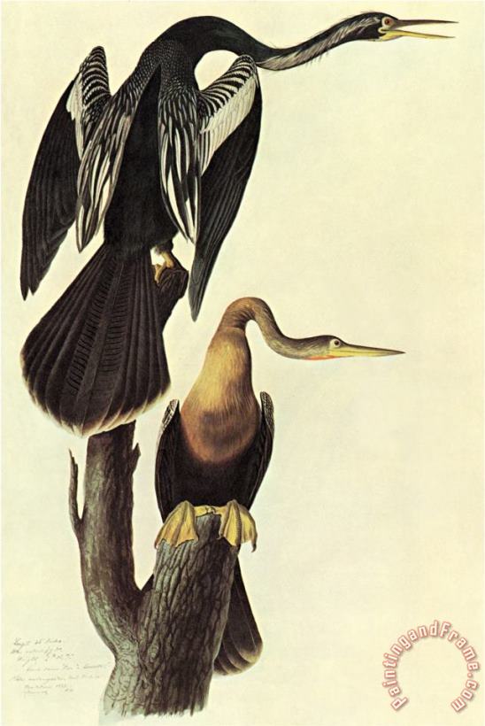 John James Audubon Anhinga painting - Anhinga print for sale