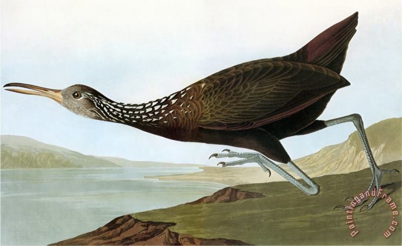 John James Audubon Audubon Limpkin painting - Audubon Limpkin print for ...