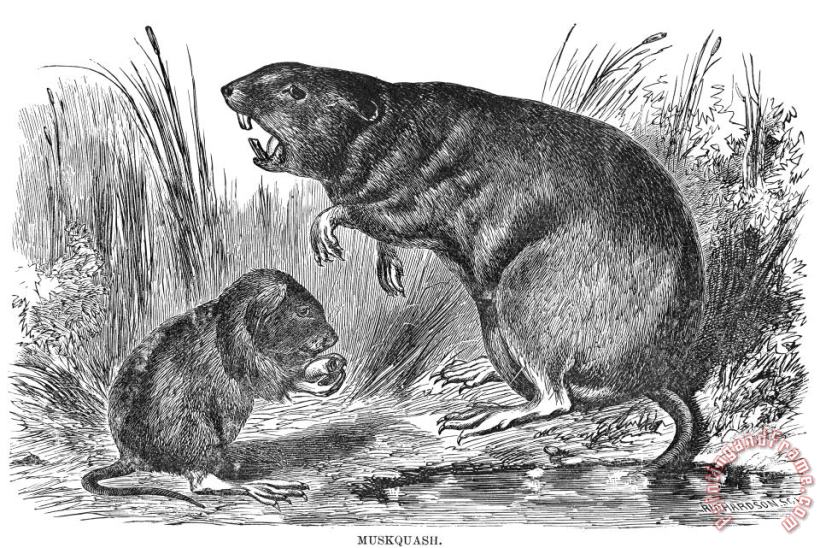 Others Muskrat painting - Muskrat print for sale