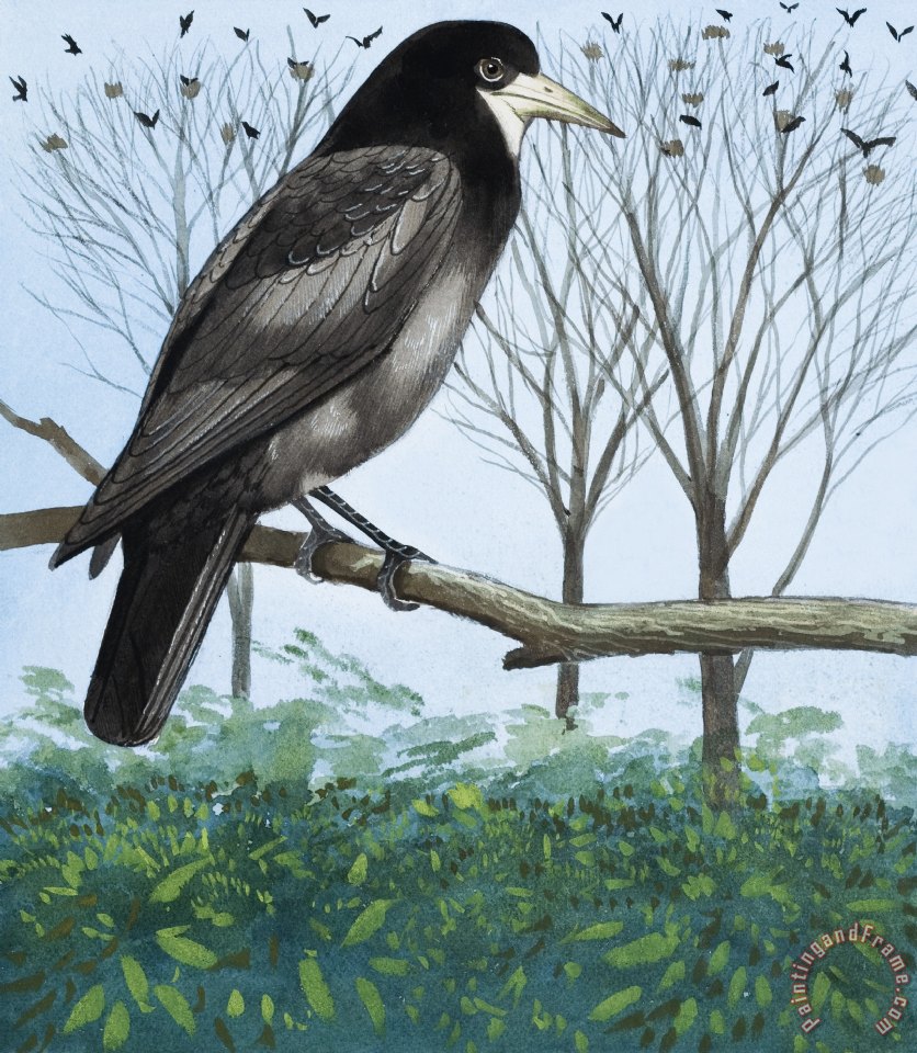 English School Rook painting - Rook print for sale