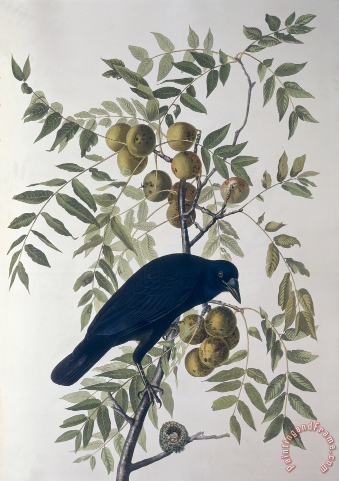 John James Audubon American Crow painting - American Crow print for sale
