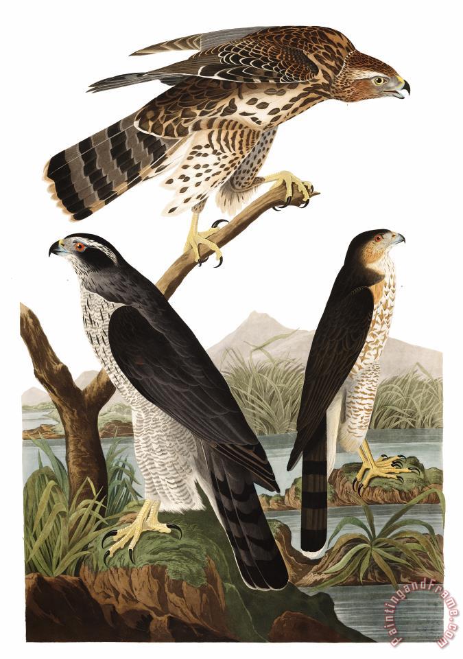 John James Audubon Goshawk, Or Stanley Hawk painting - Goshawk, Or ...