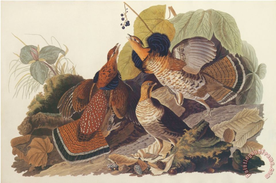 John James Audubon Ruffed Grouse painting - Ruffed Grouse print for sale