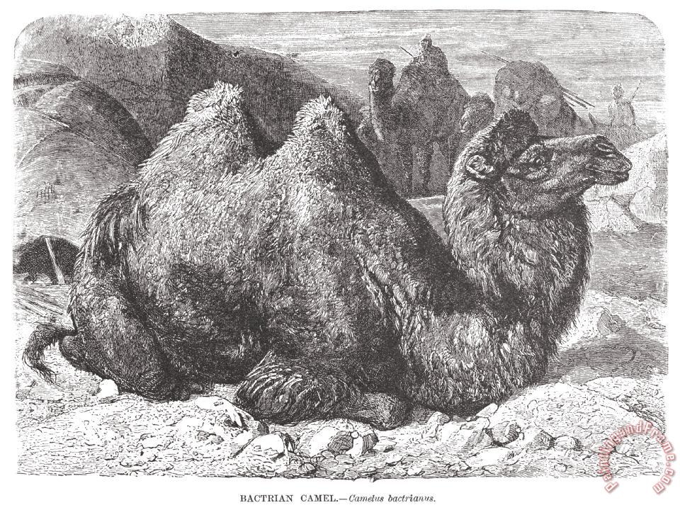 Others Bactrian Camel painting - Bactrian Camel print for sale