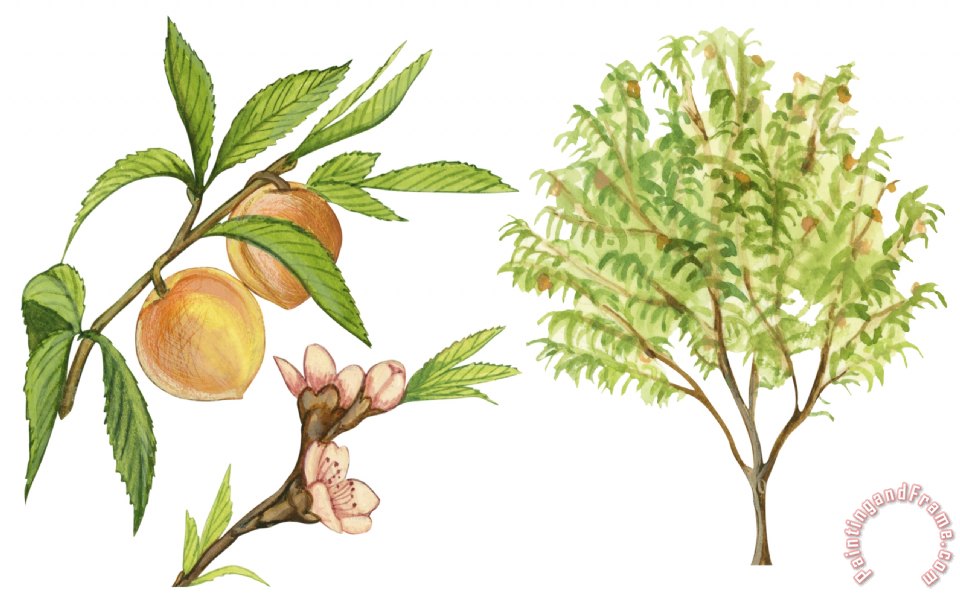 Others Peach Tree painting - Peach Tree print for sale
