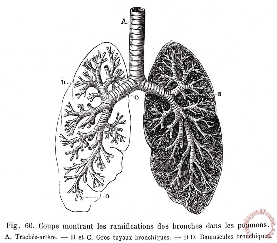 Others Respiratory System painting - Respiratory System print for sale