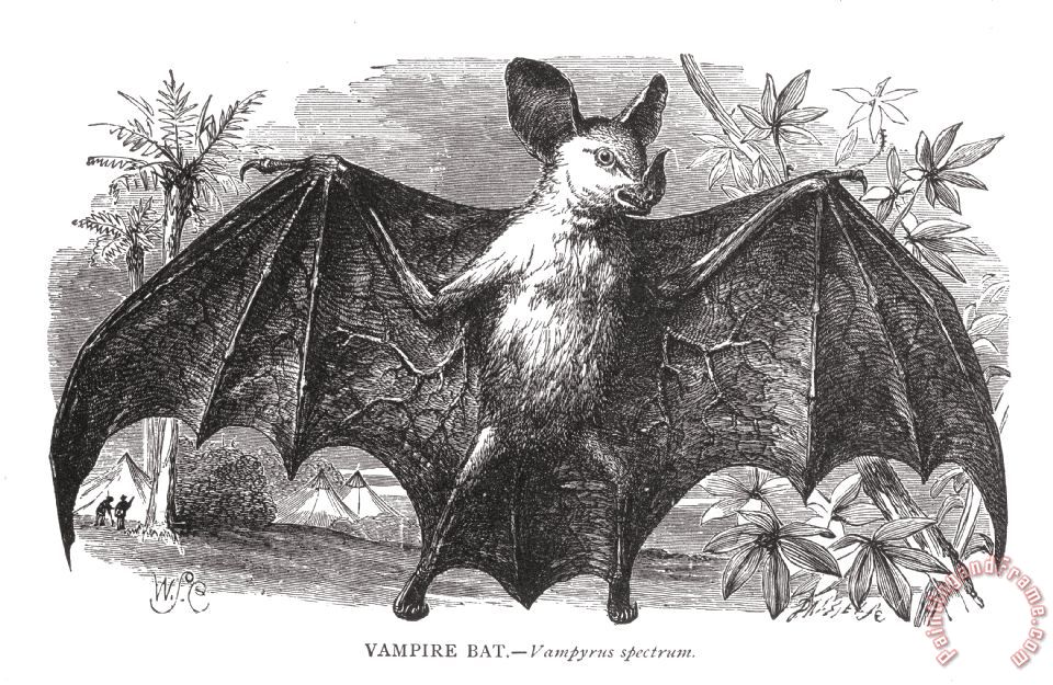 Others Vampire Bat painting - Vampire Bat print for sale