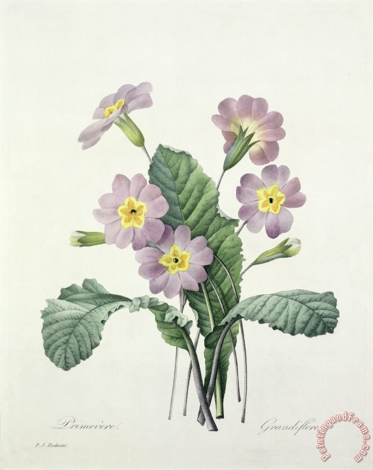 Pierre Joseph Redoute Primrose painting - Primrose print for sale