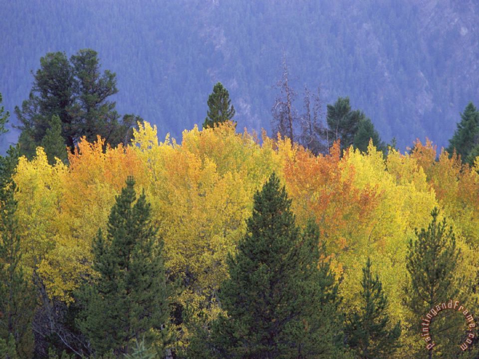 Raymond Gehman Aspen Trees Autumn Gallatin National Forest Montana ...