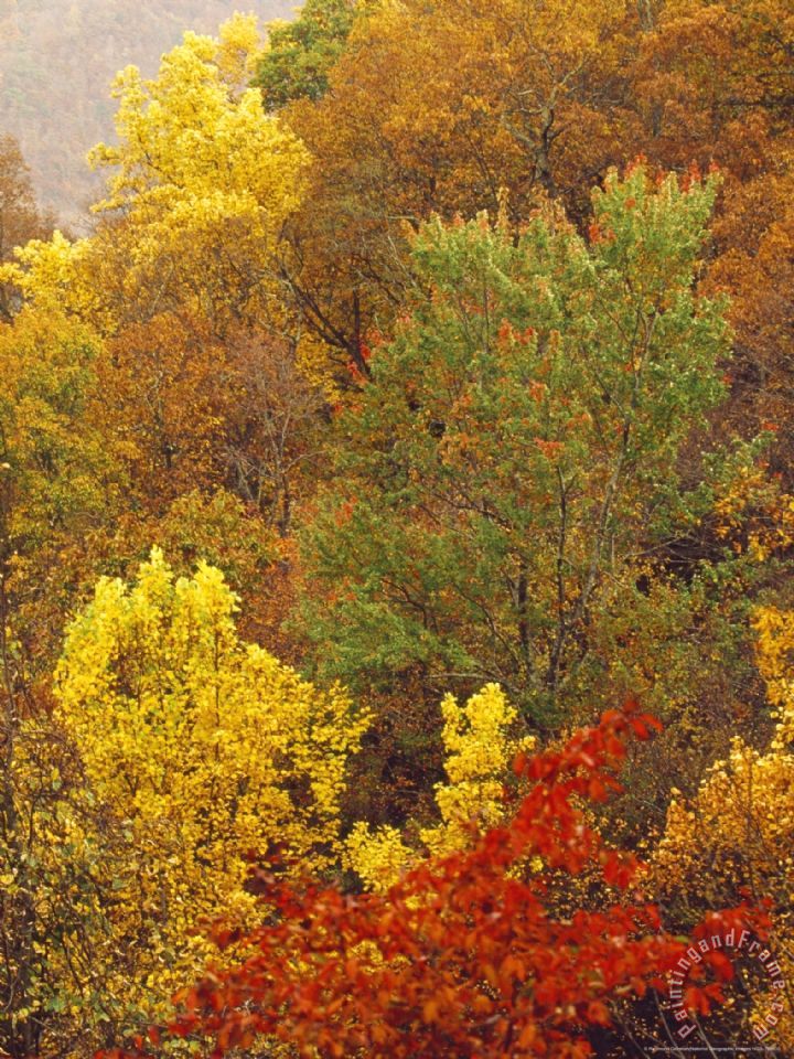 Raymond Gehman Hardwood Forest with Maple And Oak Trees in The Fall ...